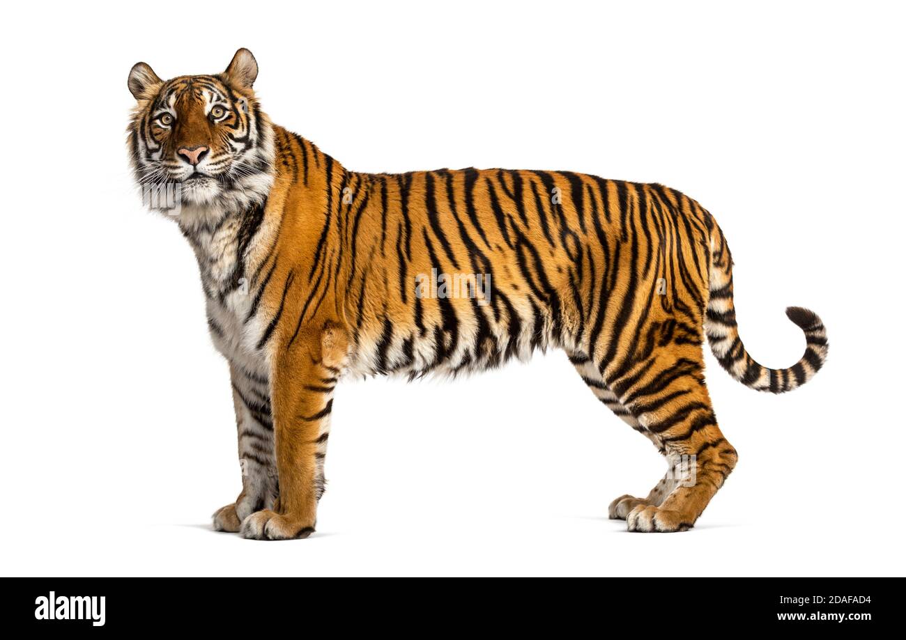 Side view, profile of a tiger standing, isolated on white Stock Photo ...