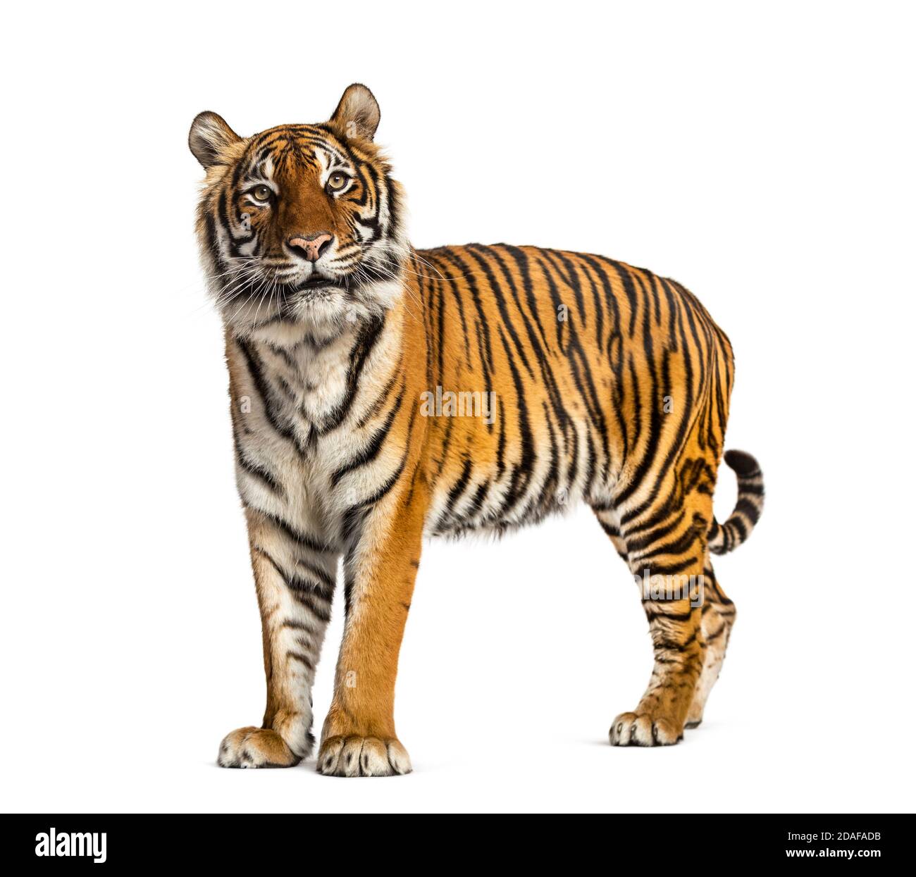 Tiger standing facing camera hi-res stock photography and images - Alamy