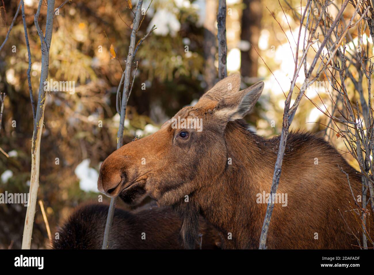 Cow and calf Moose Stock Photo - Alamy