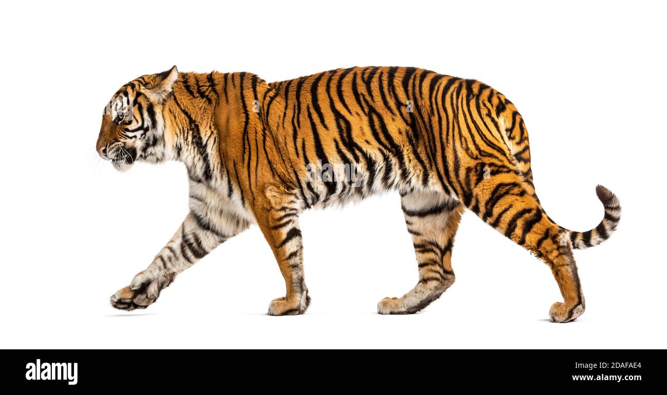 Side view of a Tiger walking away, isolated on white Stock Photo - Alamy