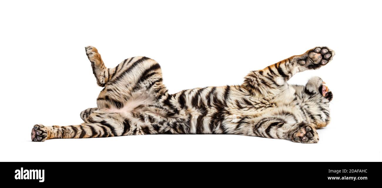 Tiger lying down on its back, isolated Stock Photo - Alamy