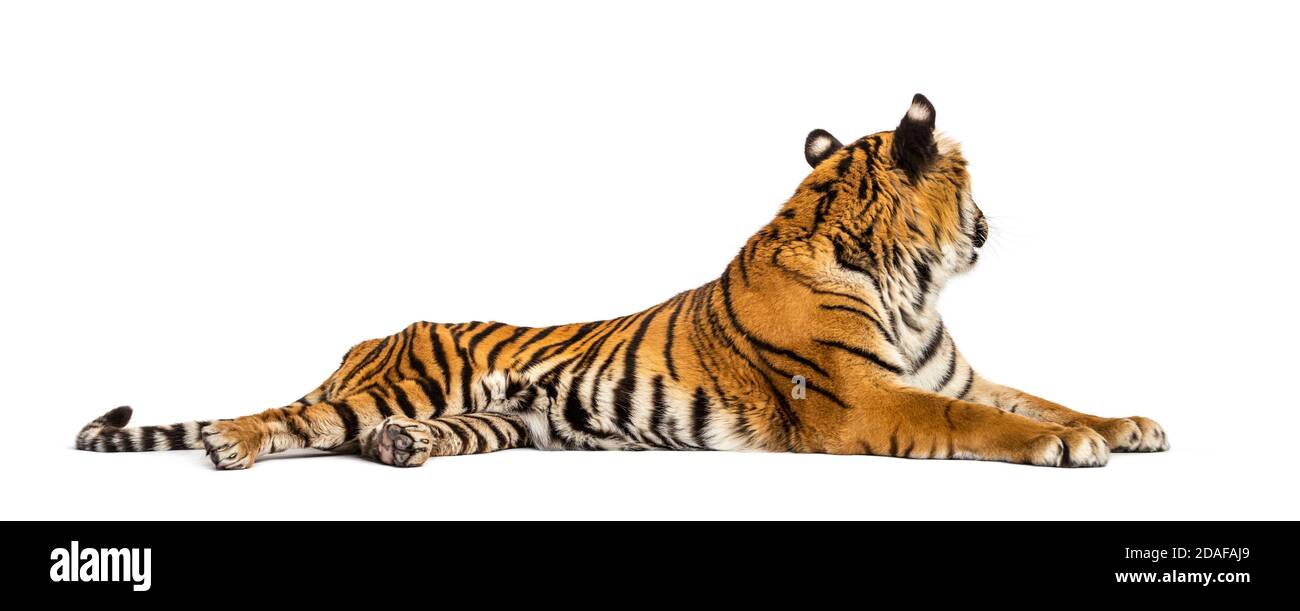 Tiger lying down looking background, isolated on white Stock Photo - Alamy