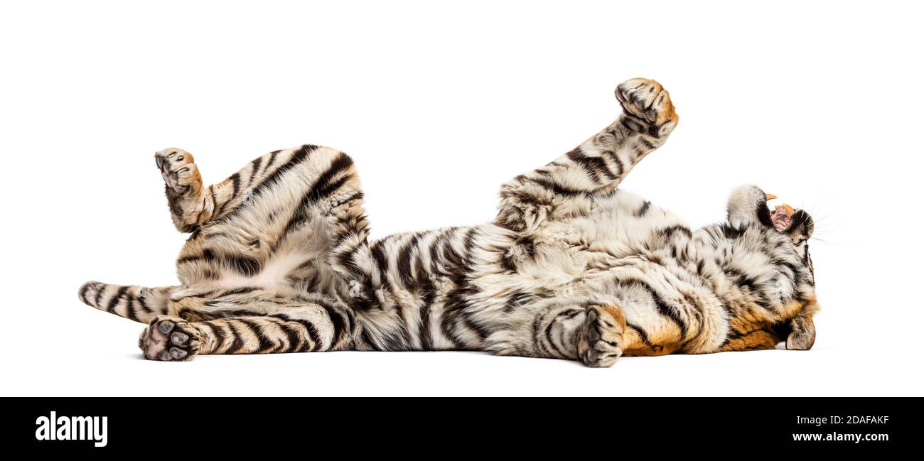 Tiger lying down on its back, isolated Stock Photo - Alamy