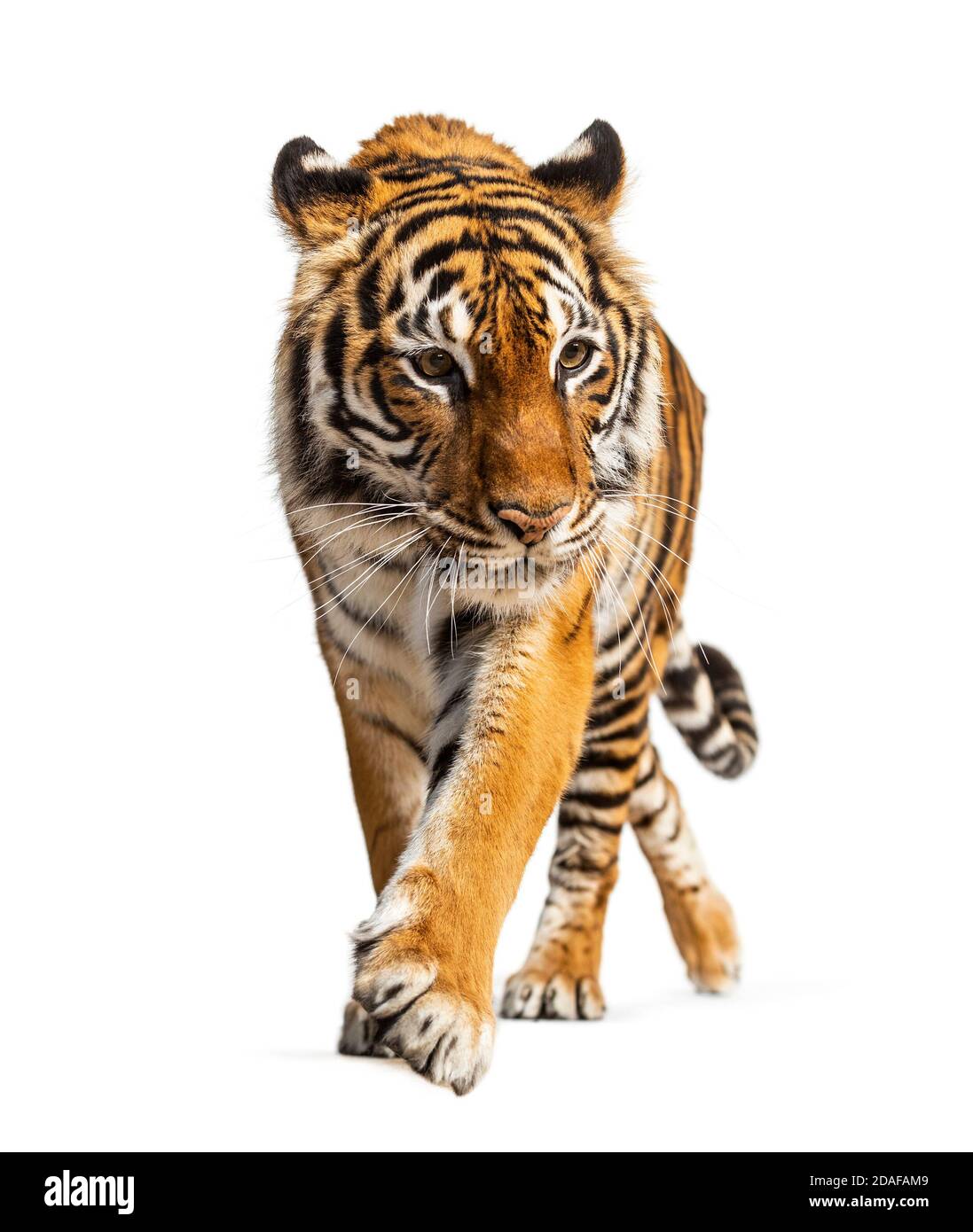 Tiger prowling and approaching, isolated Stock Photo - Alamy