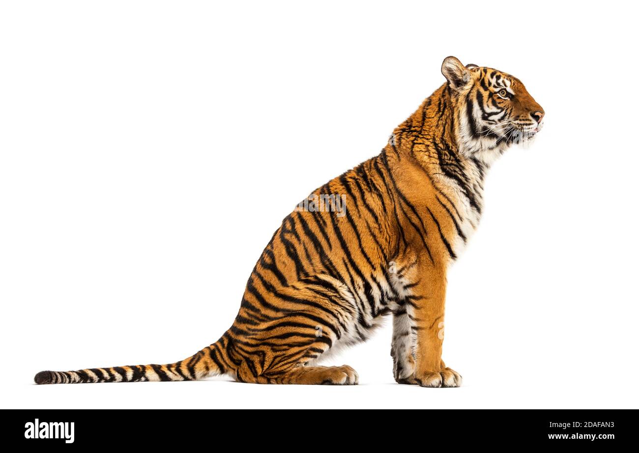 Tiger sitting looking at the camera, isolated on white Stock Photo - Alamy