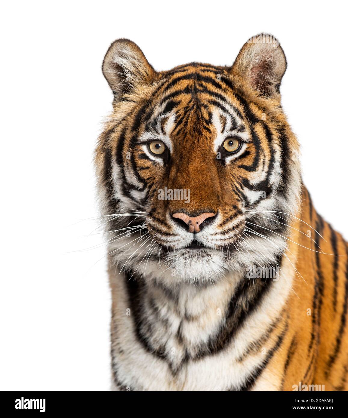 Tiger's head portrait, close-up, isolated on white Stock Photo - Alamy