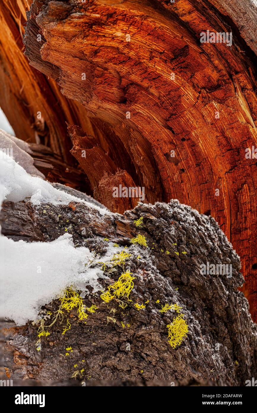 Lichen and snow on rock Stock Photo - Alamy
