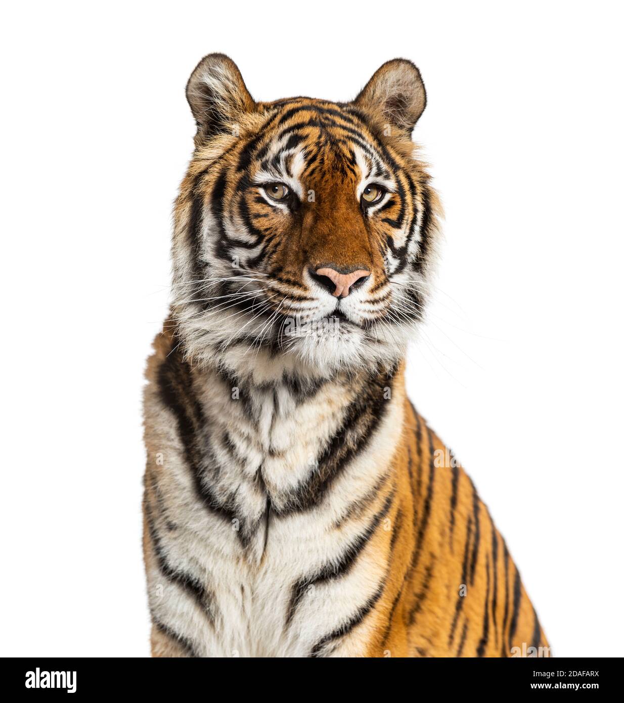 Proud head hi-res stock photography and images - Alamy