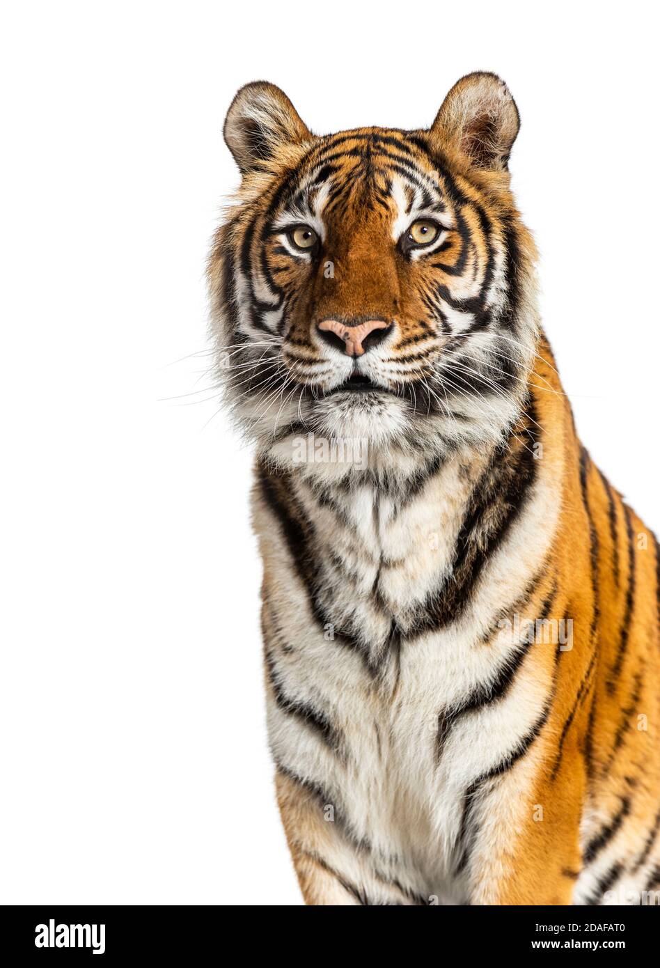 Tiger's head portrait, close-up, isolated on white Stock Photo - Alamy
