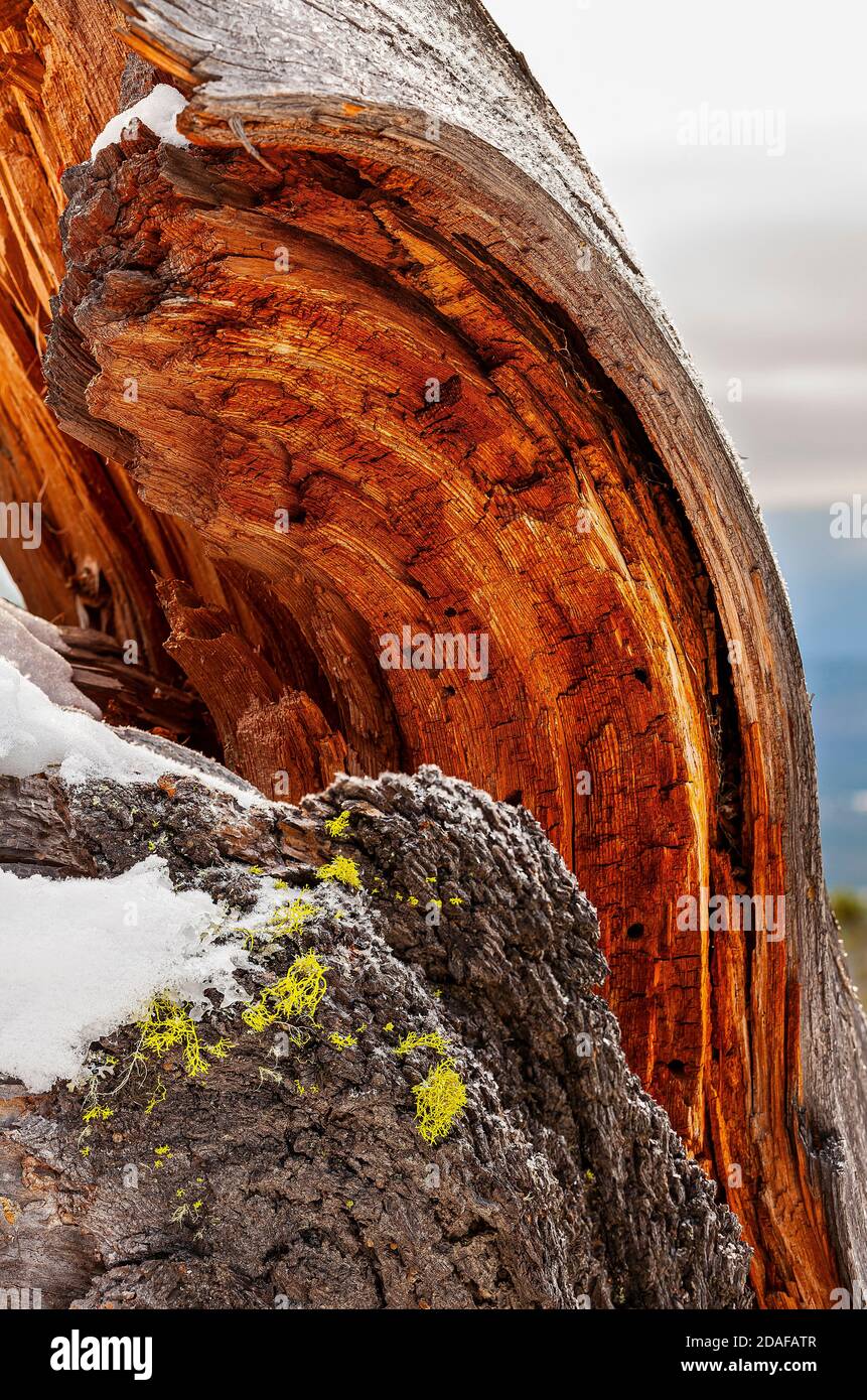Lichen and snow on rock Stock Photo - Alamy