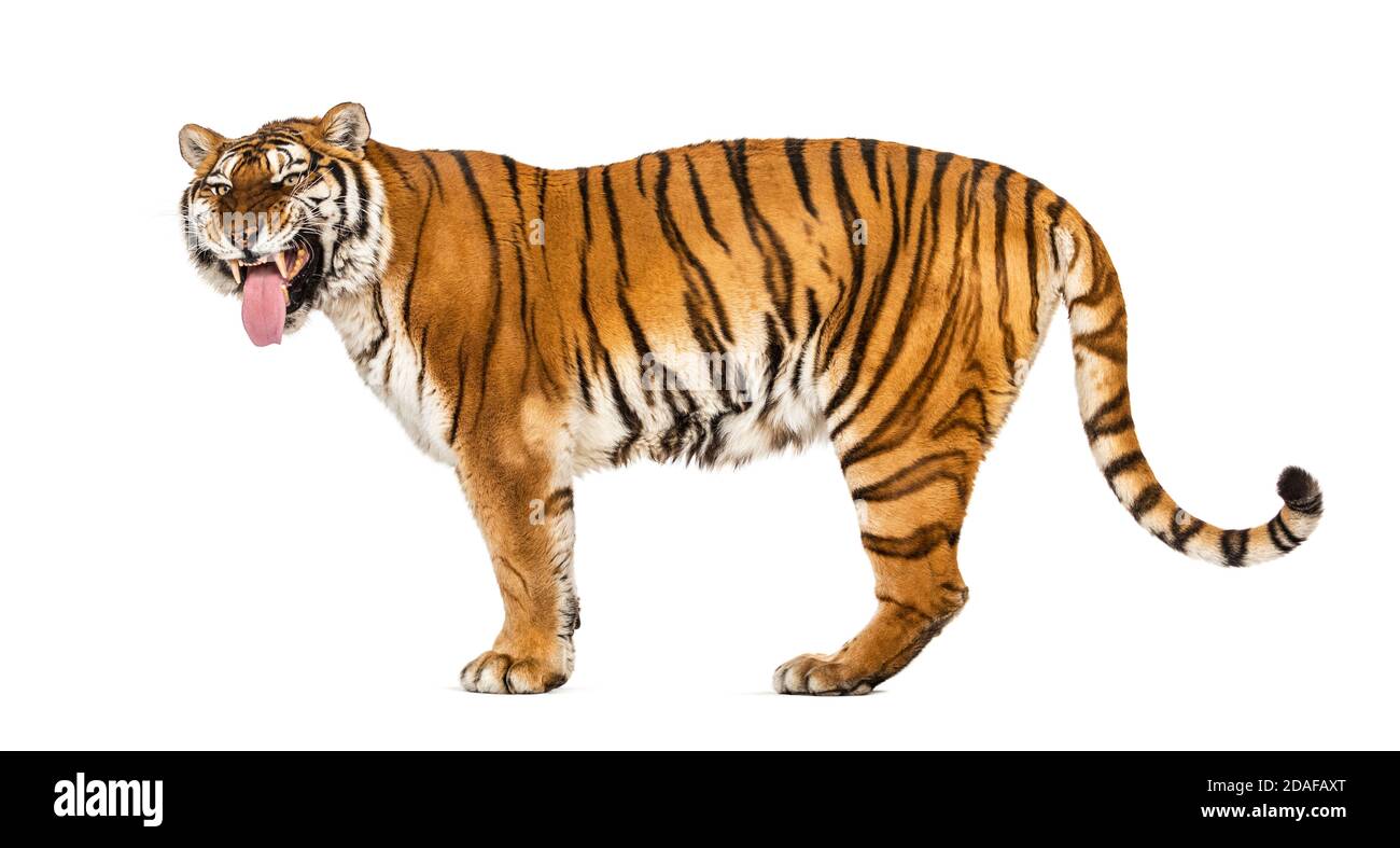Tiger, mouth open, sniffing the air, isolated on white Stock Photo - Alamy