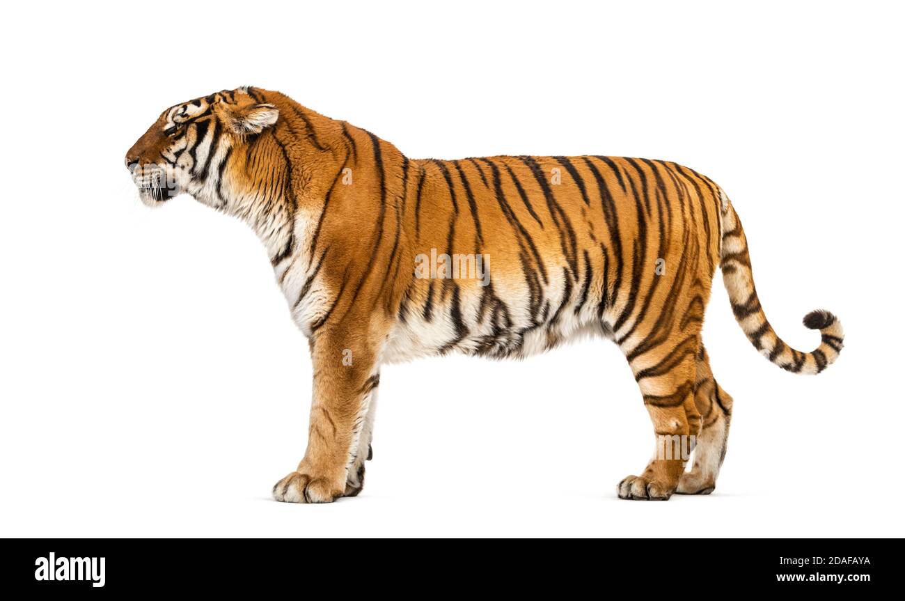 Side view of a Tiger posing standing up in front of a white background ...