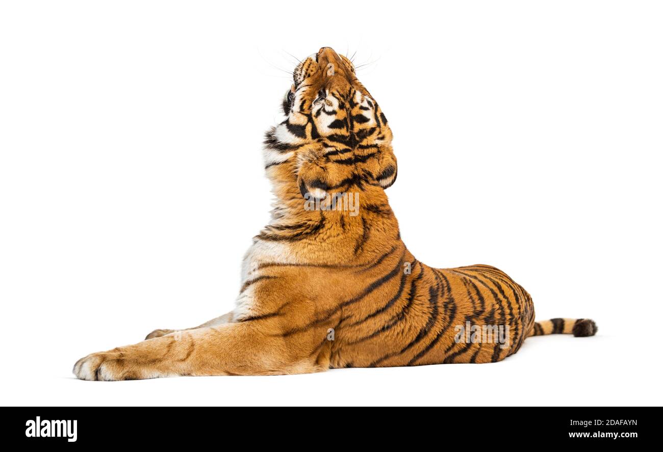 back view of a Tiger lying down and looking up Stock Photo - Alamy