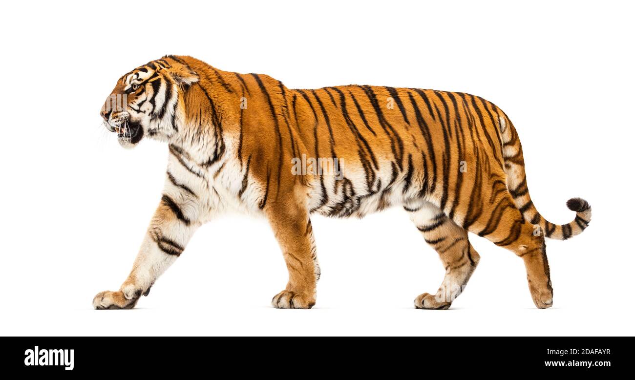 Tiger Side View