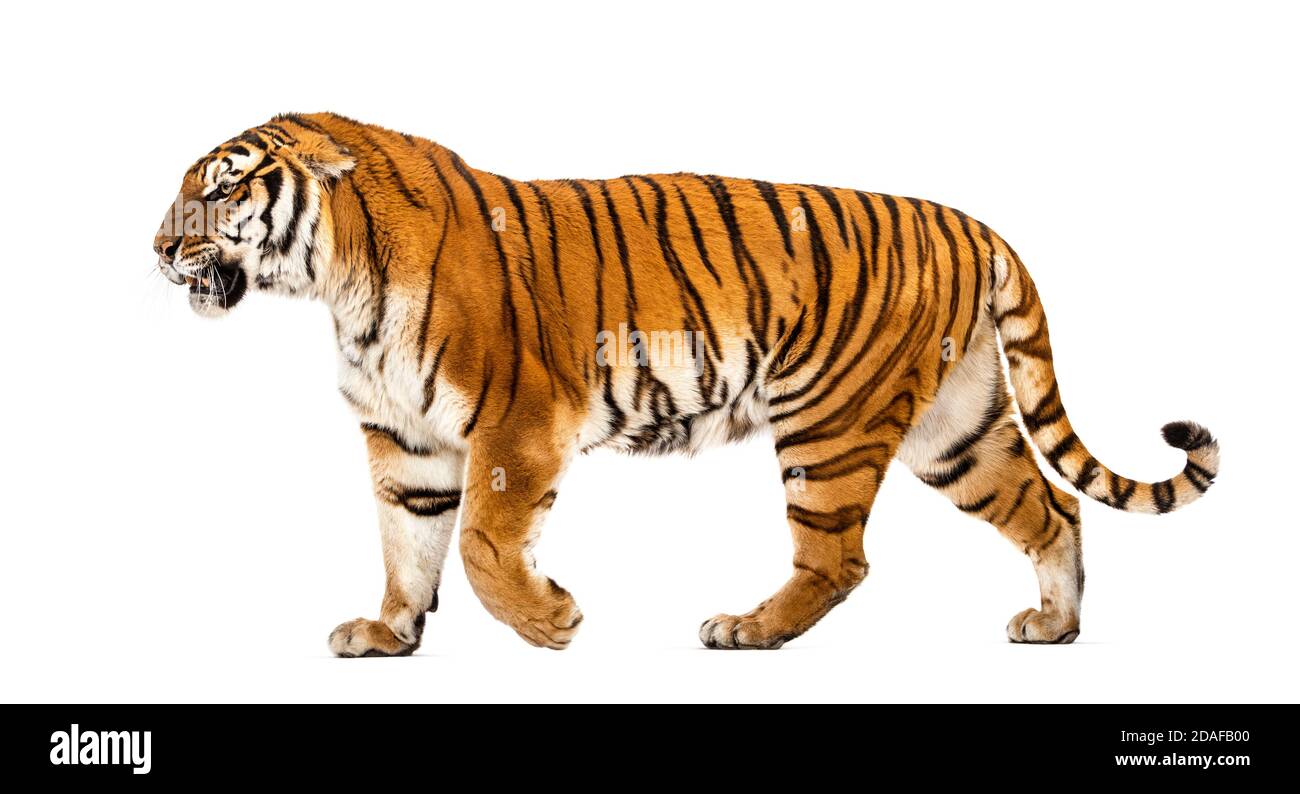 Side view of a Tiger walking away, isolated on white Stock Photo - Alamy