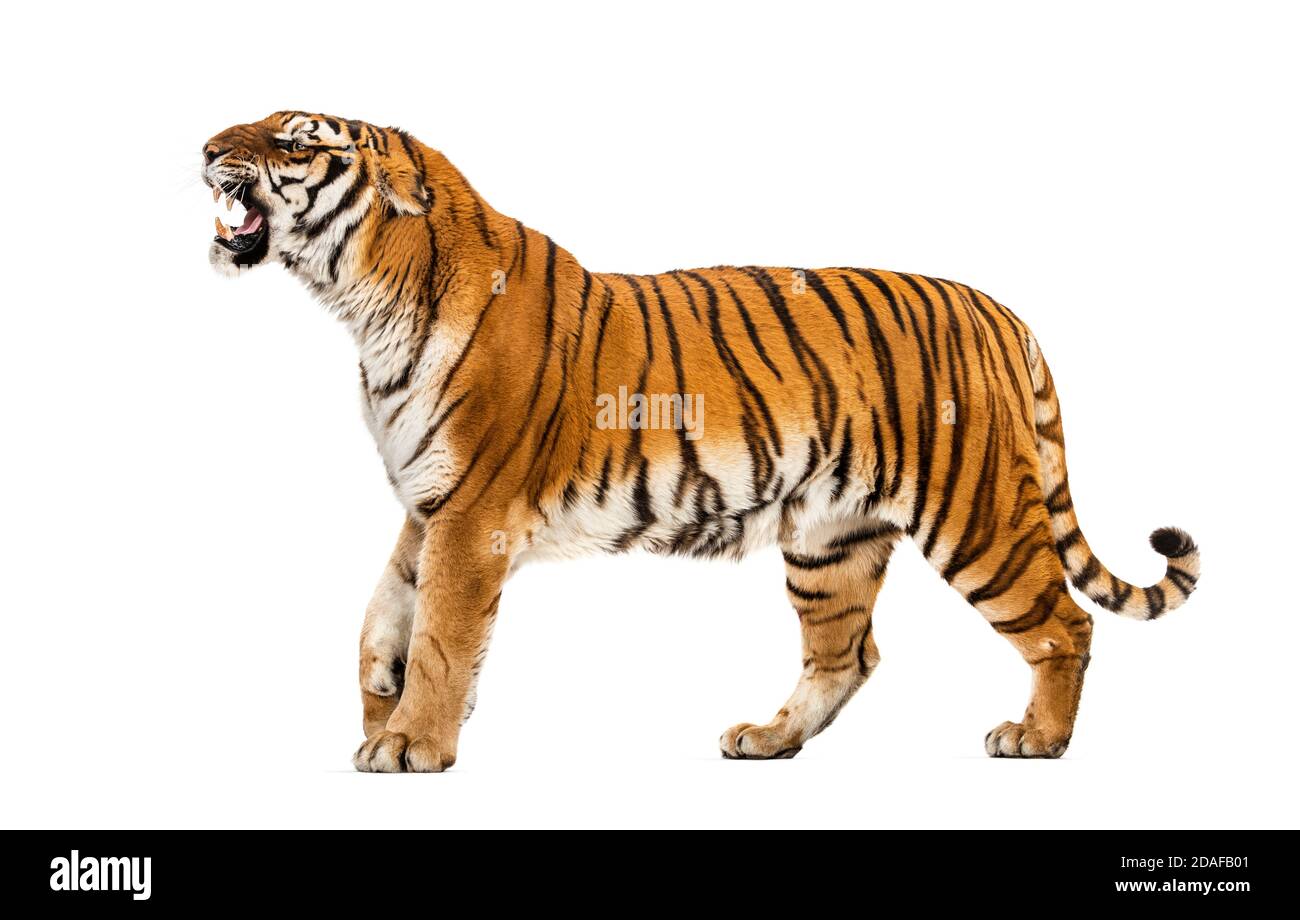 Angry tooth Cut Out Stock Images & Pictures - Alamy