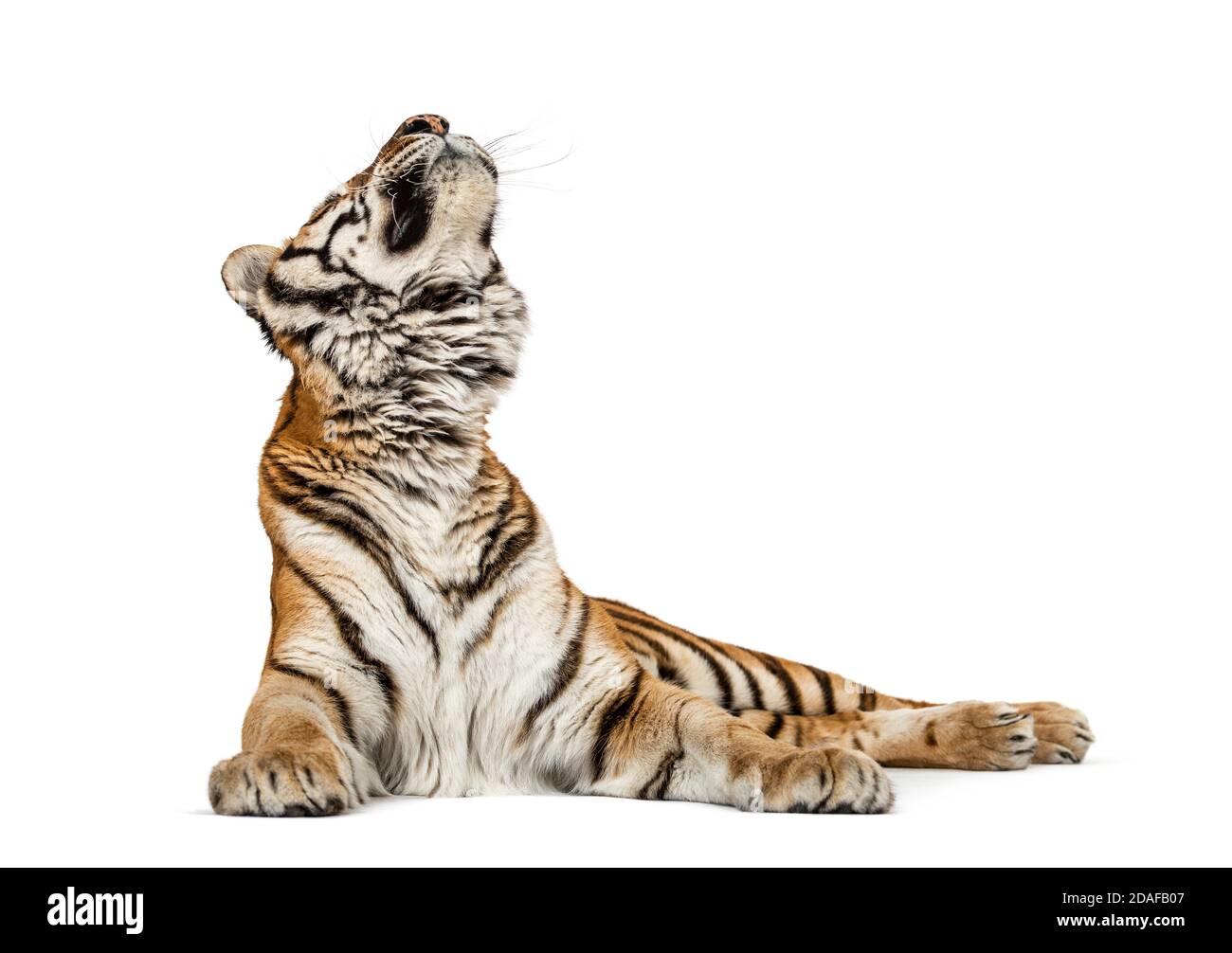 Tiger lying down looking up, isolated on white Stock Photo - Alamy
