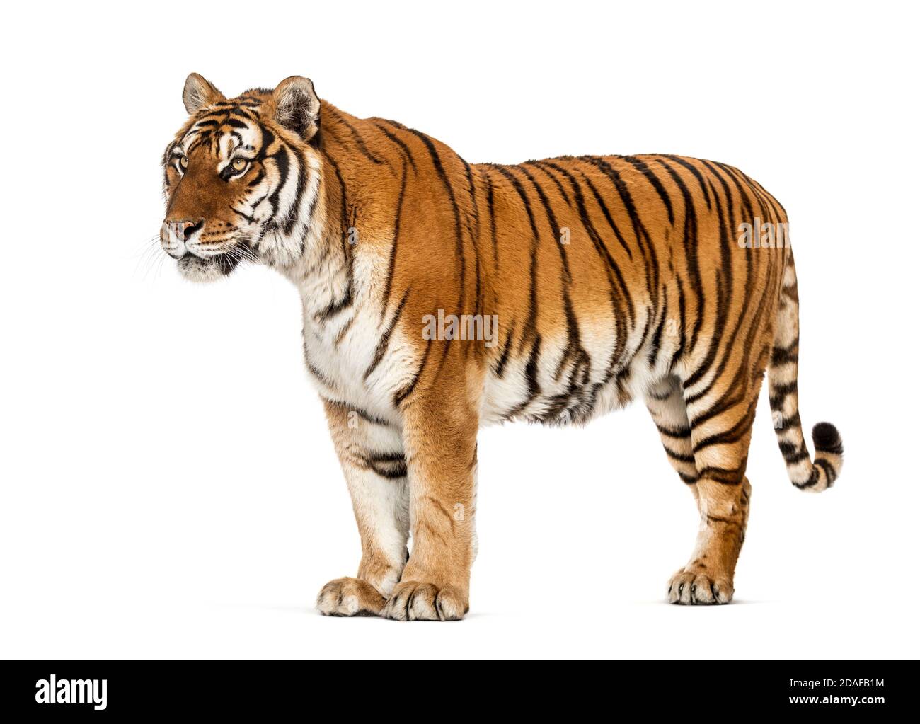 Side view, profile of a tiger standing, isolated on white Stock Photo ...