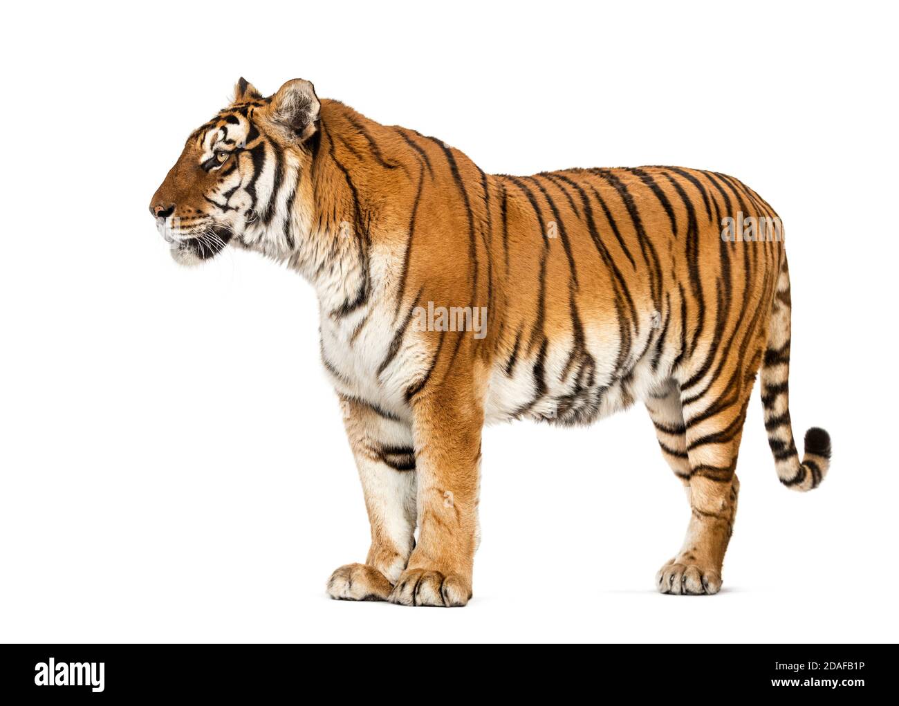 Side view, profile of a tiger standing, isolated on white Stock Photo ...