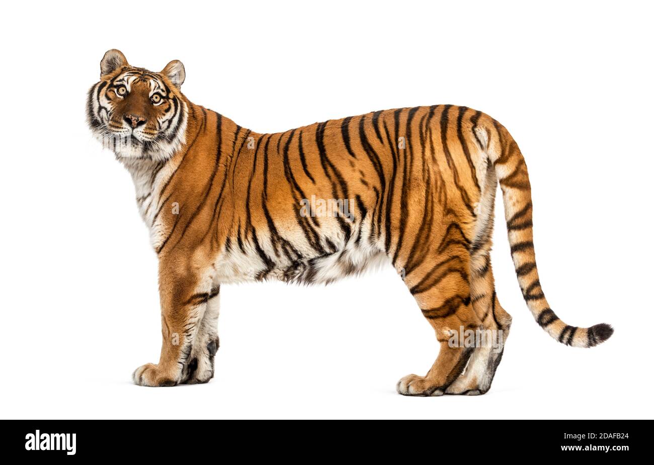 Side view, profile of a tiger standing, isolated on white Stock Photo ...