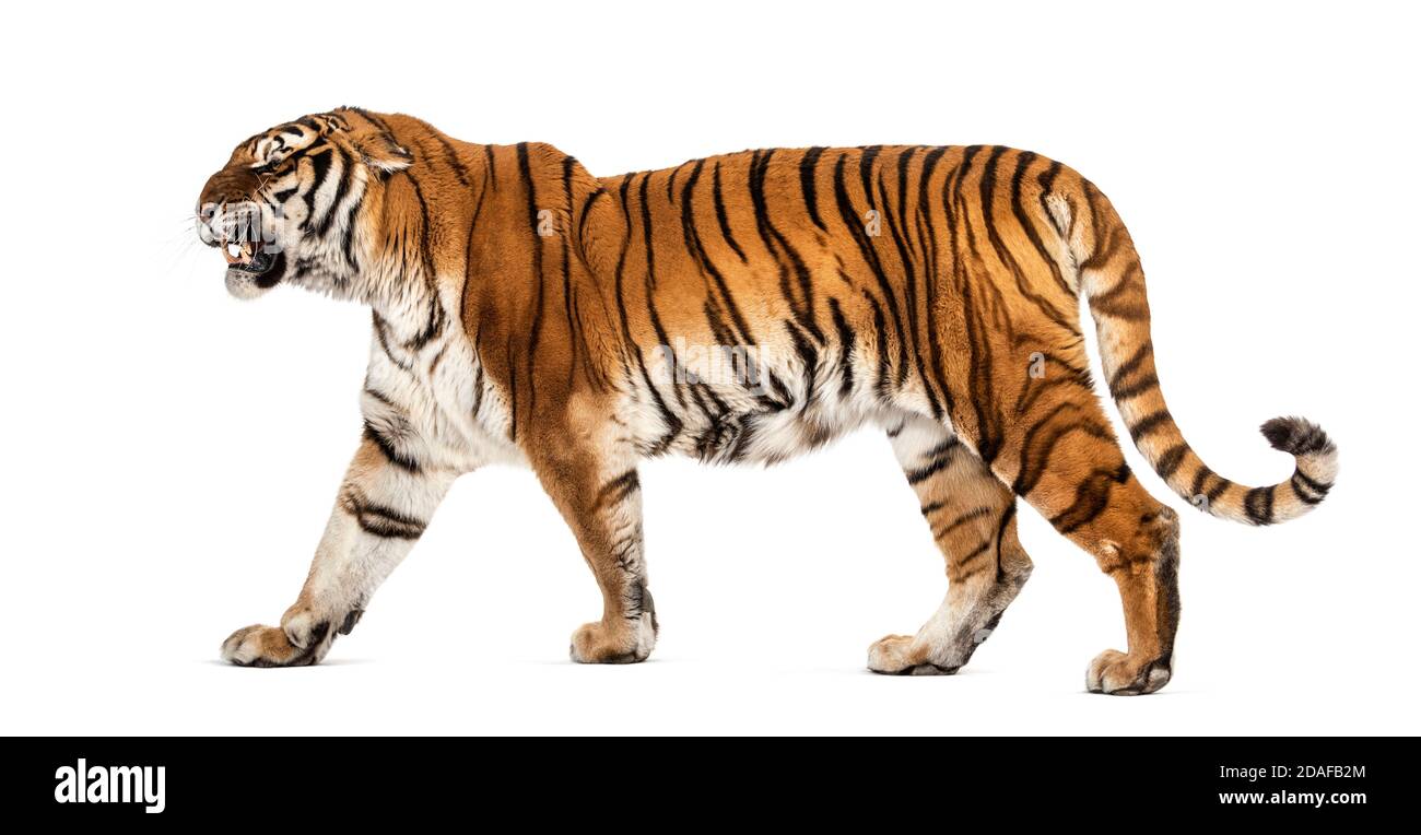 Tiger Walking Side View Drawing