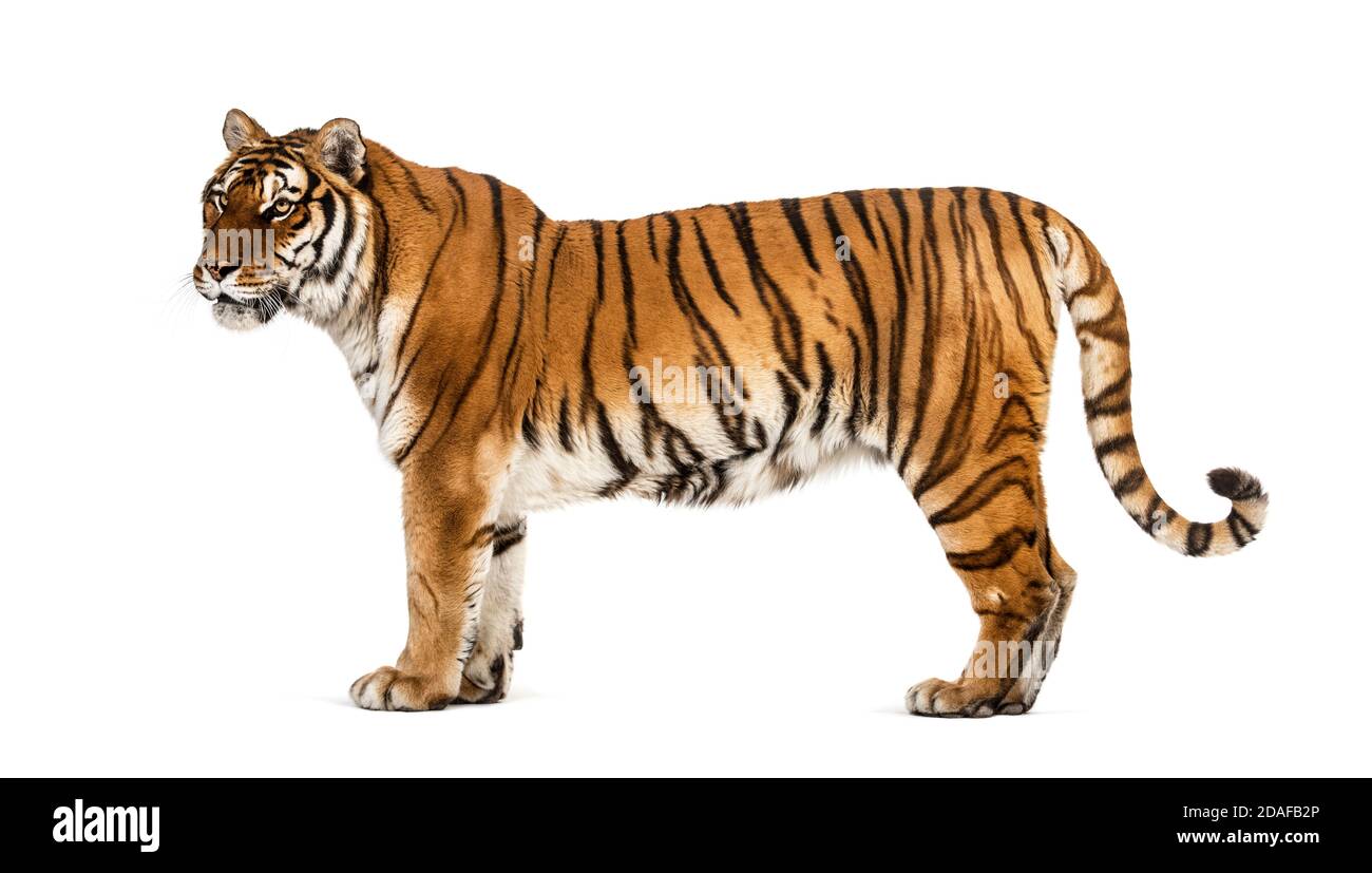Side view, profile of a tiger standing, isolated on white Stock Photo ...