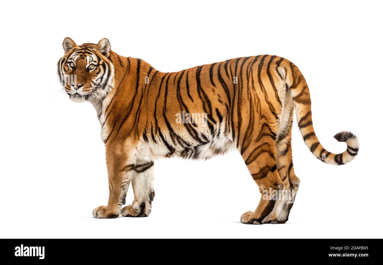 Tiger posing in front, isolated Stock Photo - Alamy