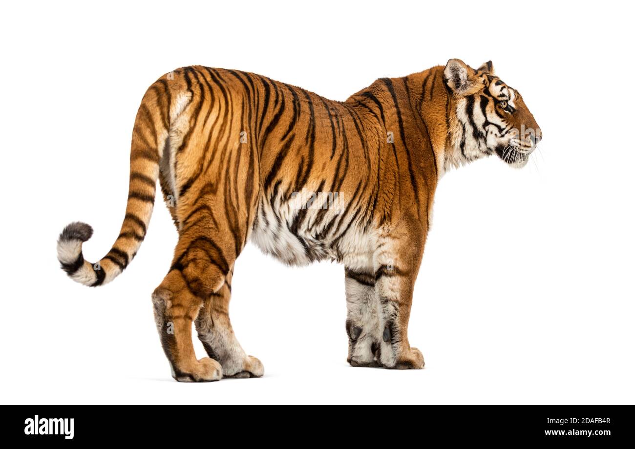 Back view of a Tiger looking away, isolated on white Stock Photo - Alamy