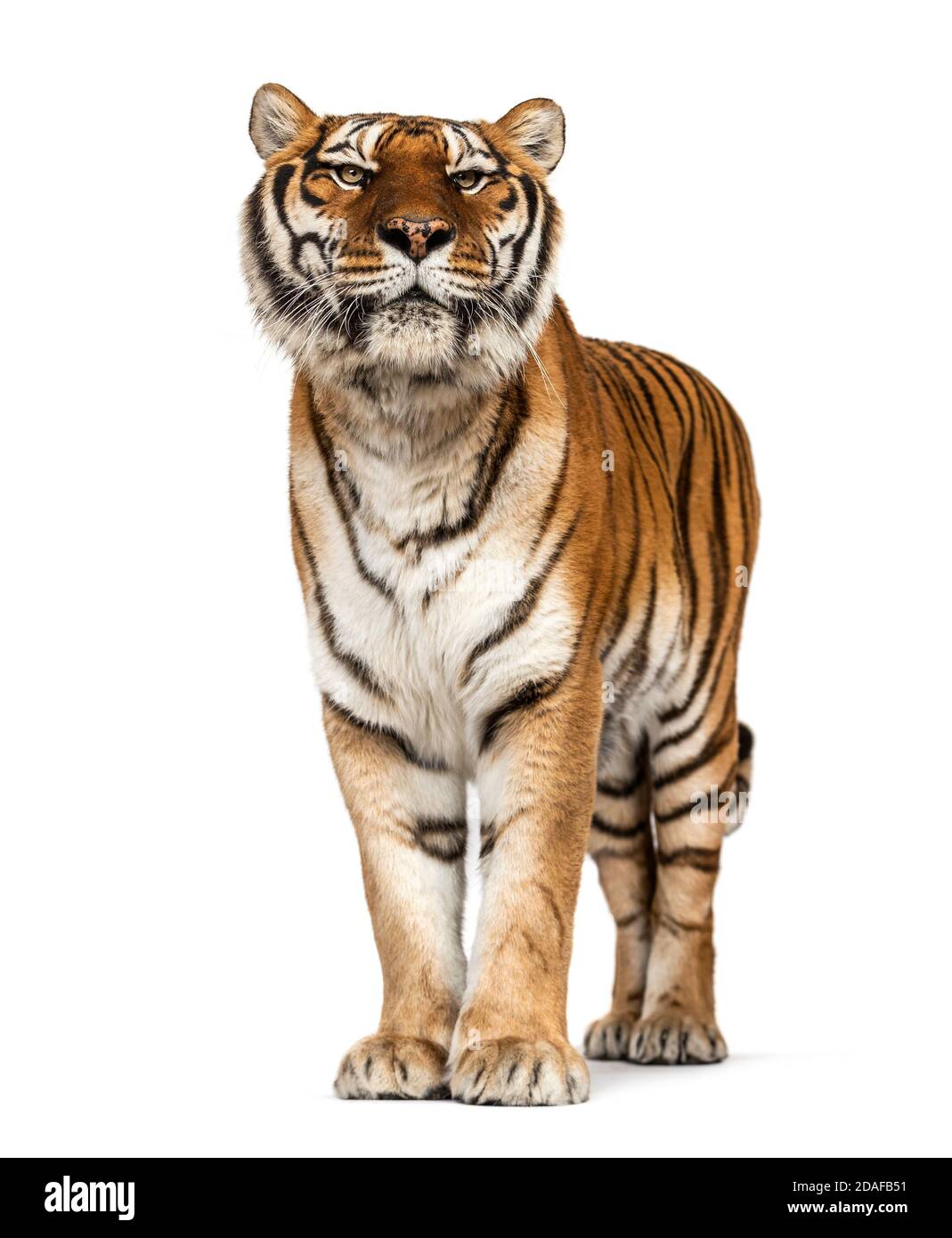 Tiger posing in front, isolated Stock Photo - Alamy