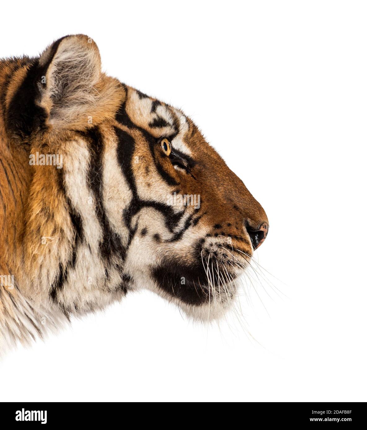 side view on a Tiger's head, isolated Stock Photo - Alamy
