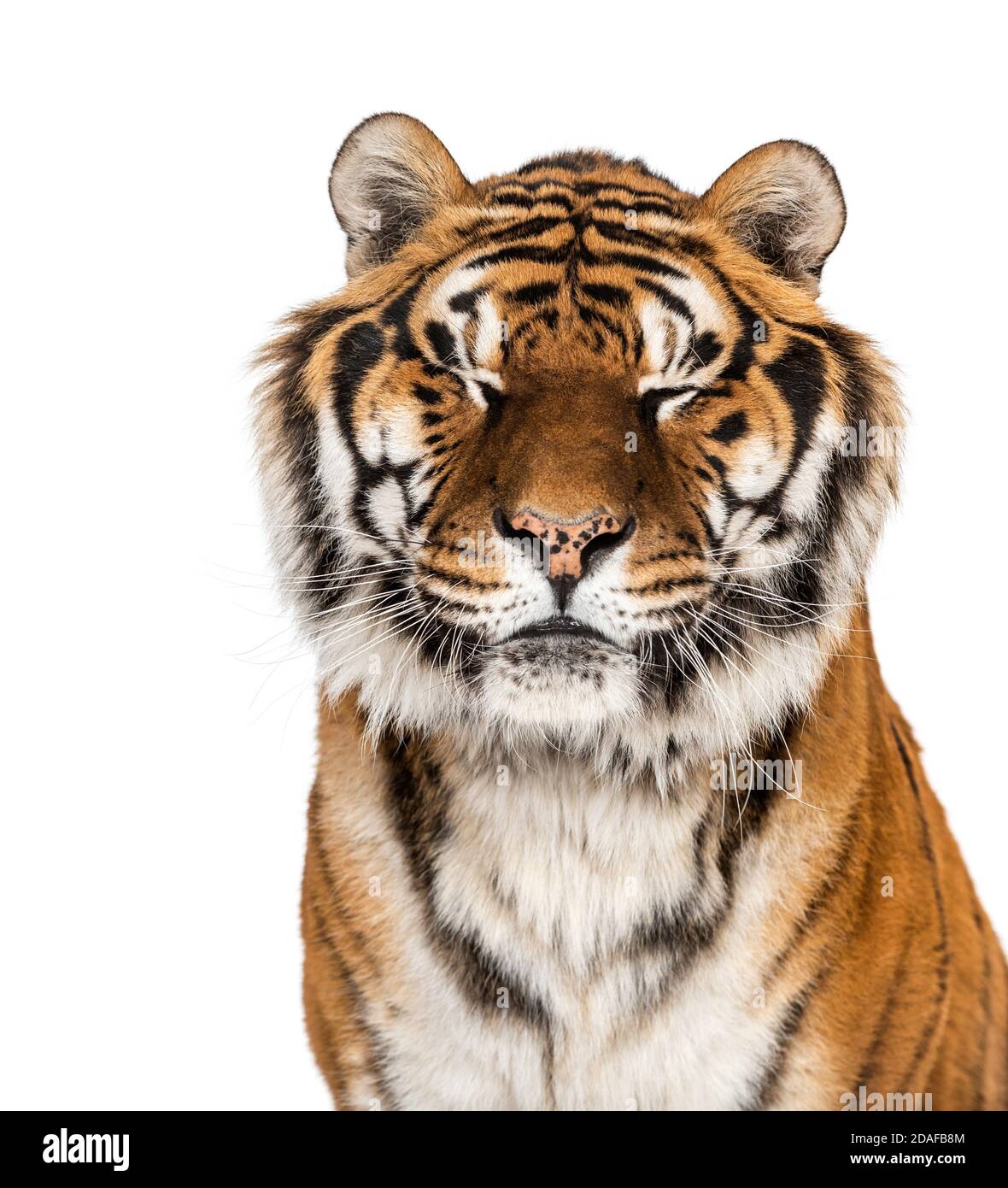 Close-up on a Tiger's head eyes closed, isolated Stock Photo - Alamy