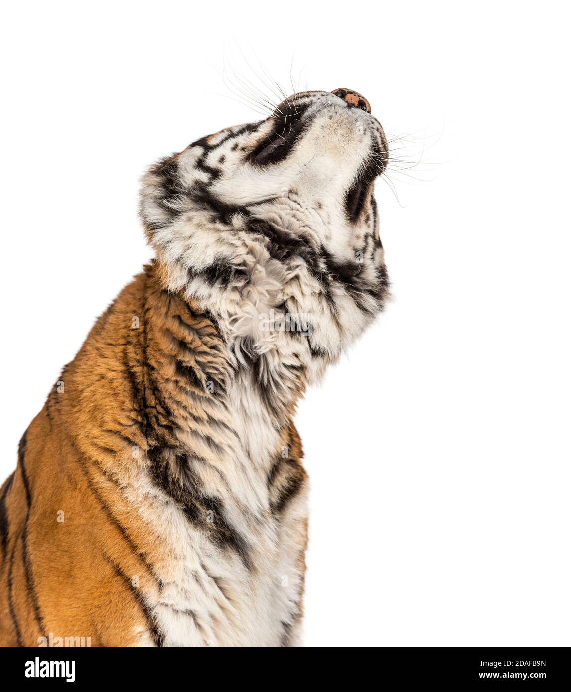 Tiger back of head hi-res stock photography and images - Alamy