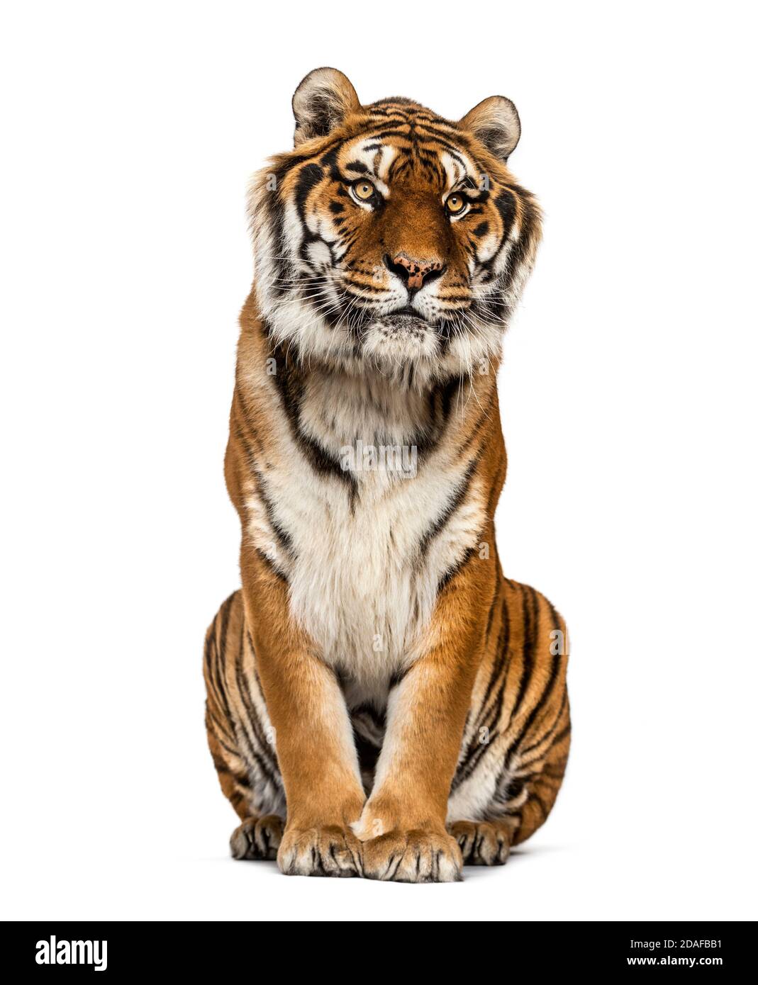 Tiger sitting, isolated on white Stock Photo - Alamy