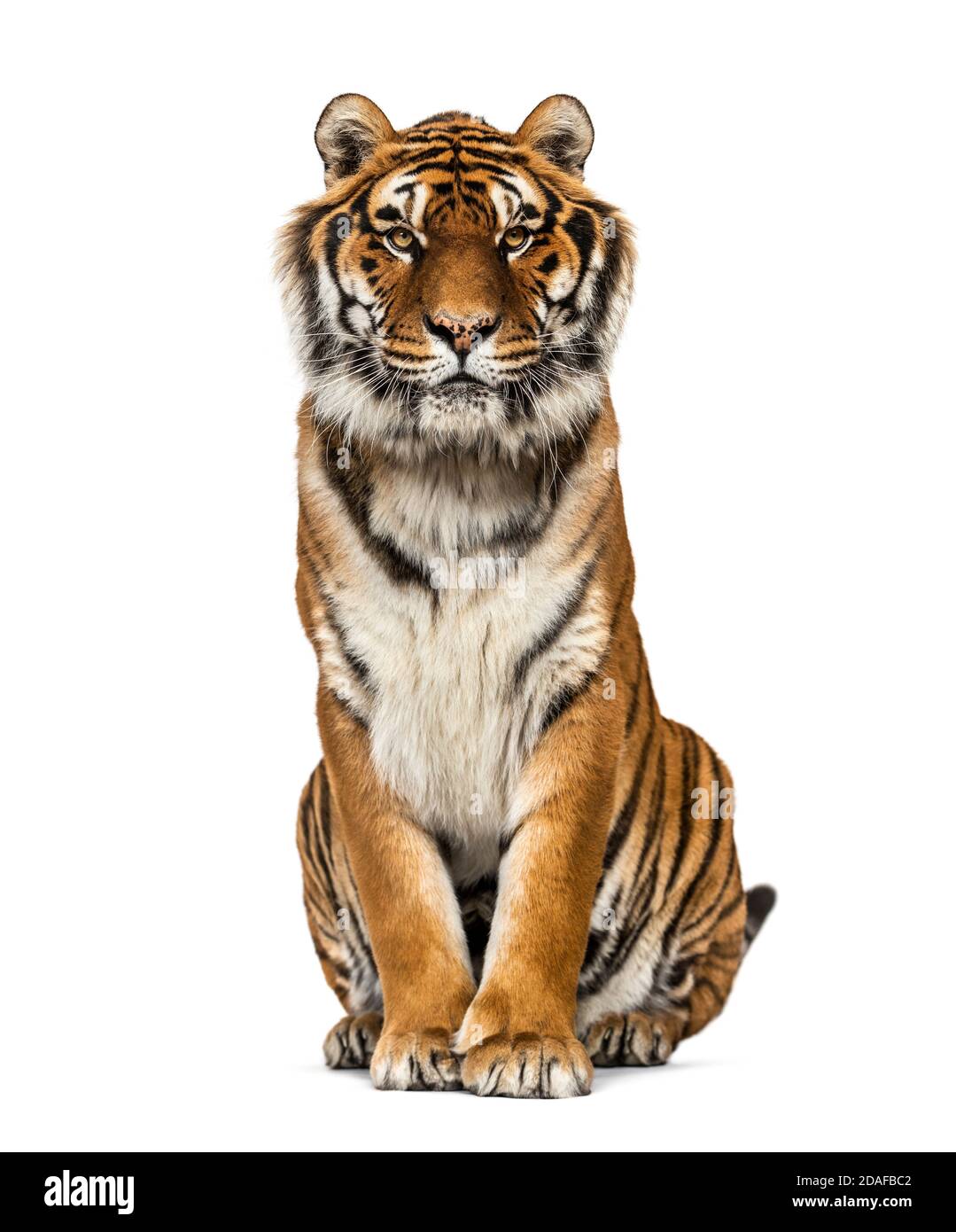 Tiger sitting looking at the camera, isolated on white Stock Photo - Alamy