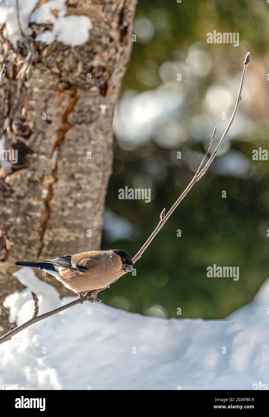 Female Bullfinch (Gimpel), (Pyrrhula pyrrhula) in winter, Germany Stock ...