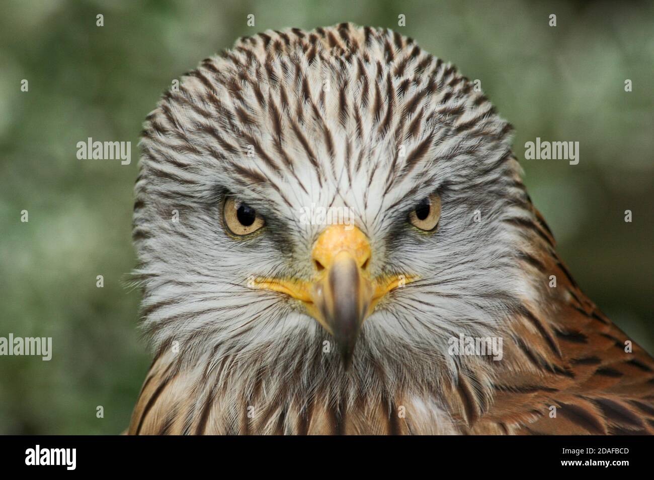 Portrait Red Kite High Resolution Stock Photography and Images - Alamy