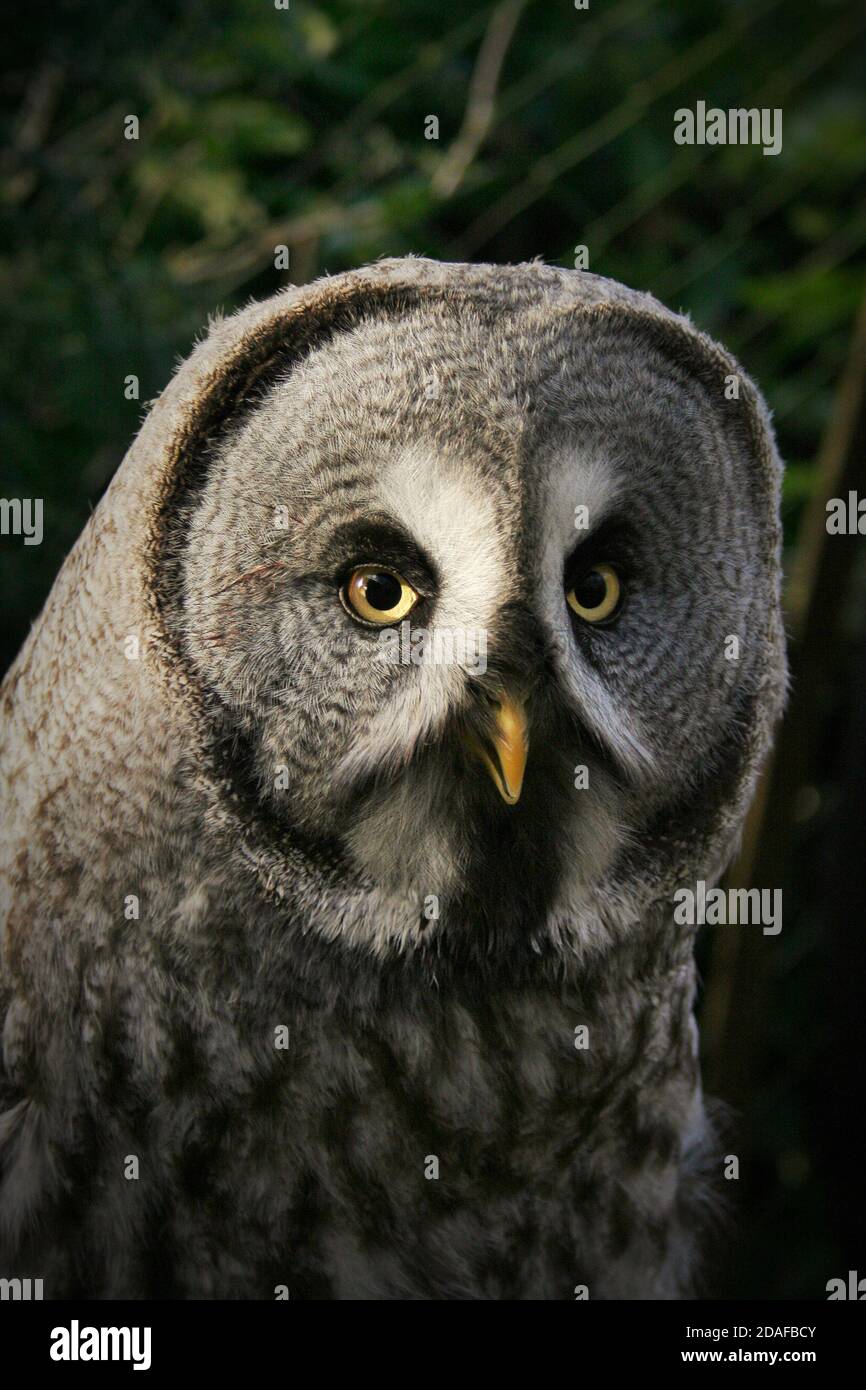 Great Grey Owl Stock Photo - Alamy