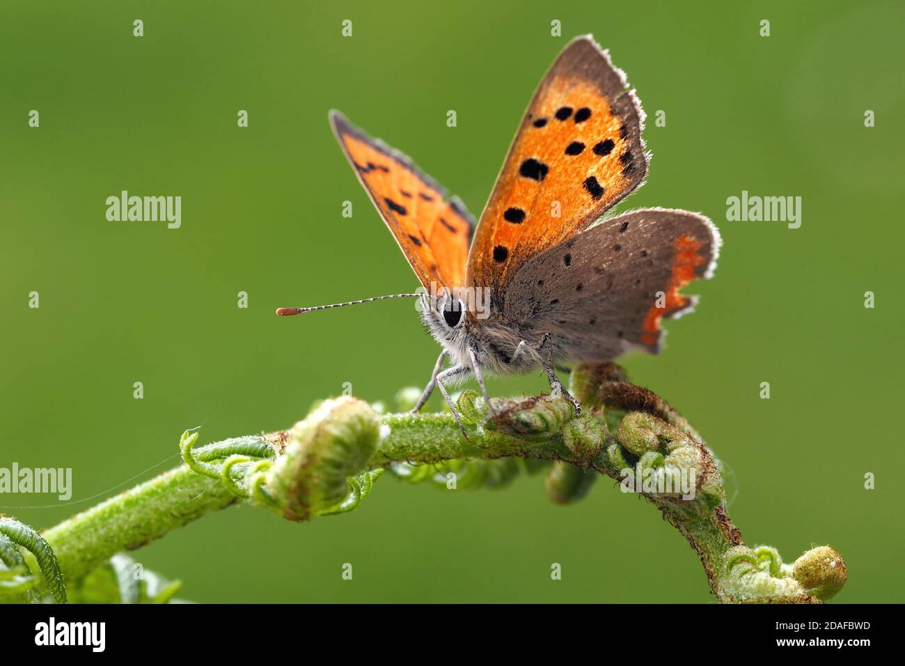 Copper butterfly hi-res stock photography and images - Alamy