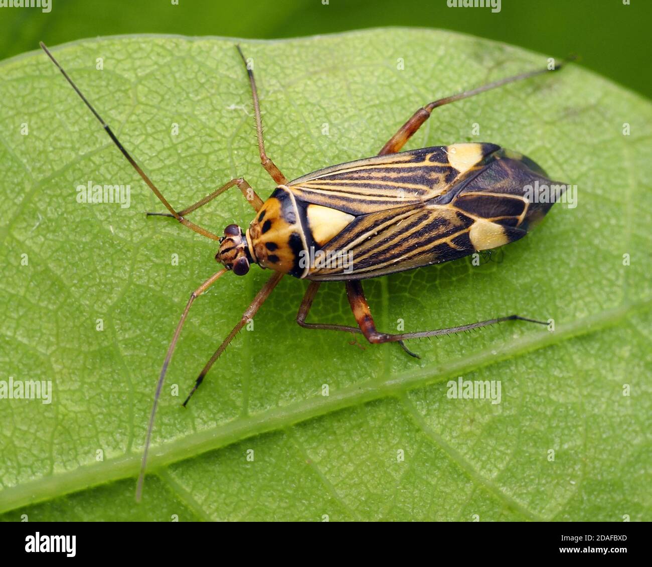 Striped Oak Bug (Rhabdomiris striatellus) on underside of oak leaf ...