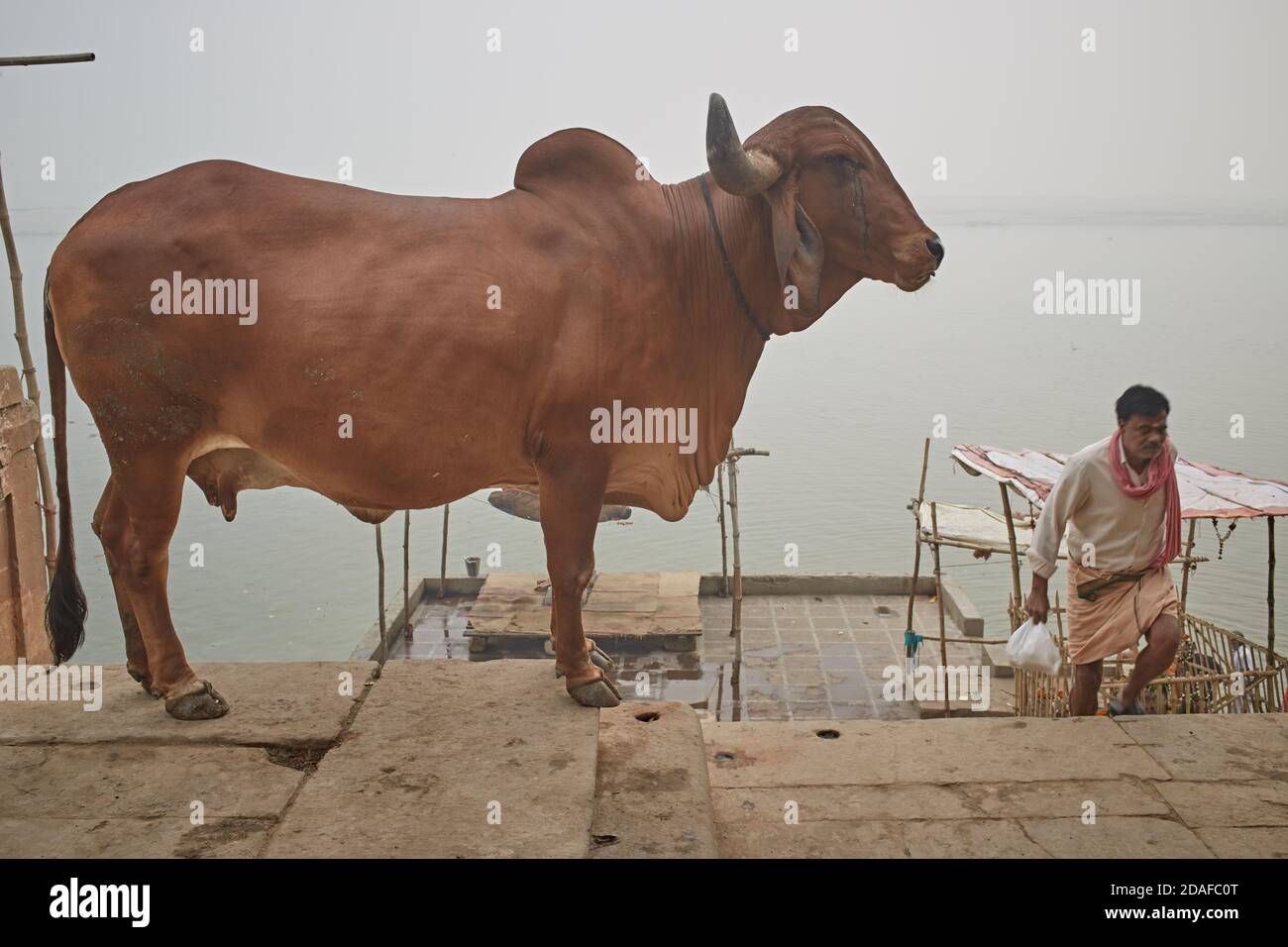 Varanasi, India, December 2015. A sacred cow in a Ganges river ghat ...