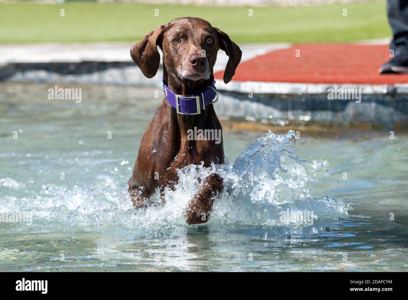 Mixed breed dog in a swimming pool jumping and splashing Stock Photo ...