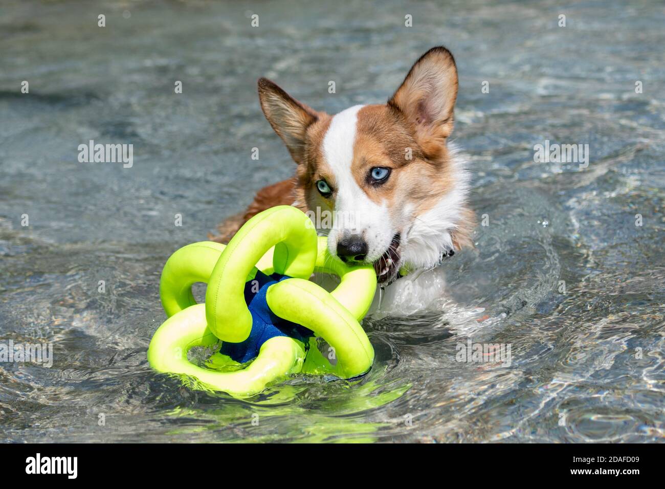 Corgi puppy in the swimming pool playing with a green toy Stock Photo - Alamy