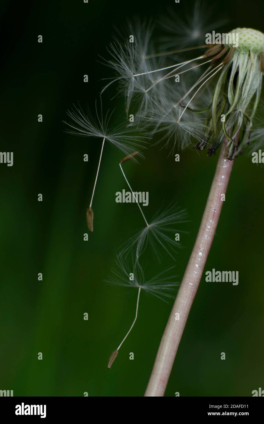 Dandelion seeds blowing from stem hi-res stock photography and images ...