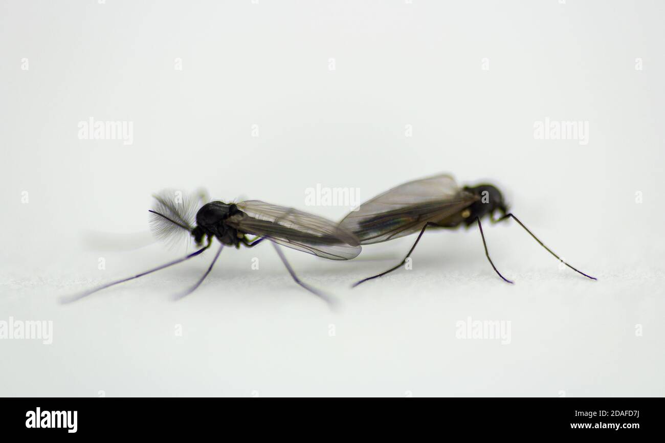 Pair of gnat insect animals coupling together isolated on white ...