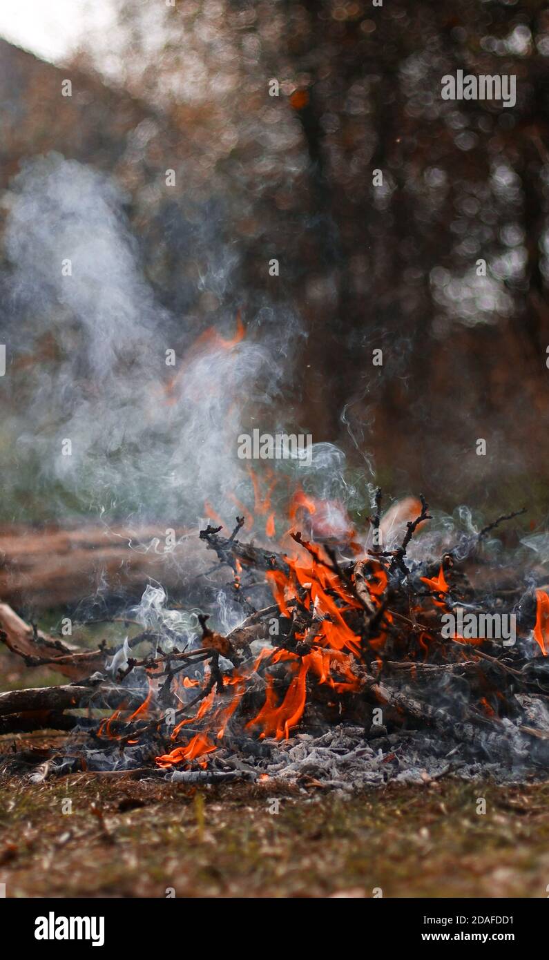 Bonfire in spring forest. Fire coal forest Stock Photo - Alamy