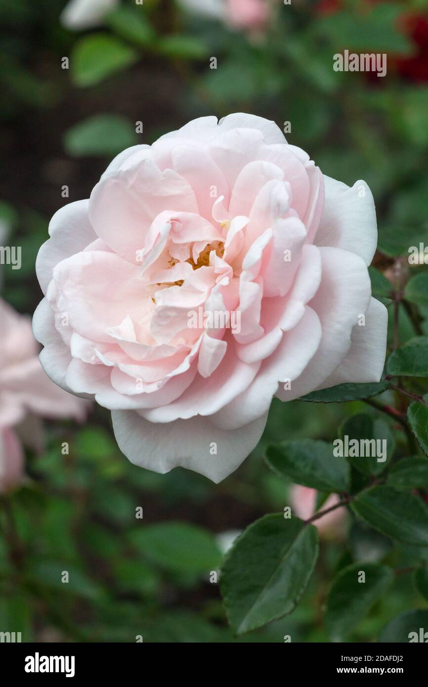 Beautiful rose flower in garden Stock Photo - Alamy