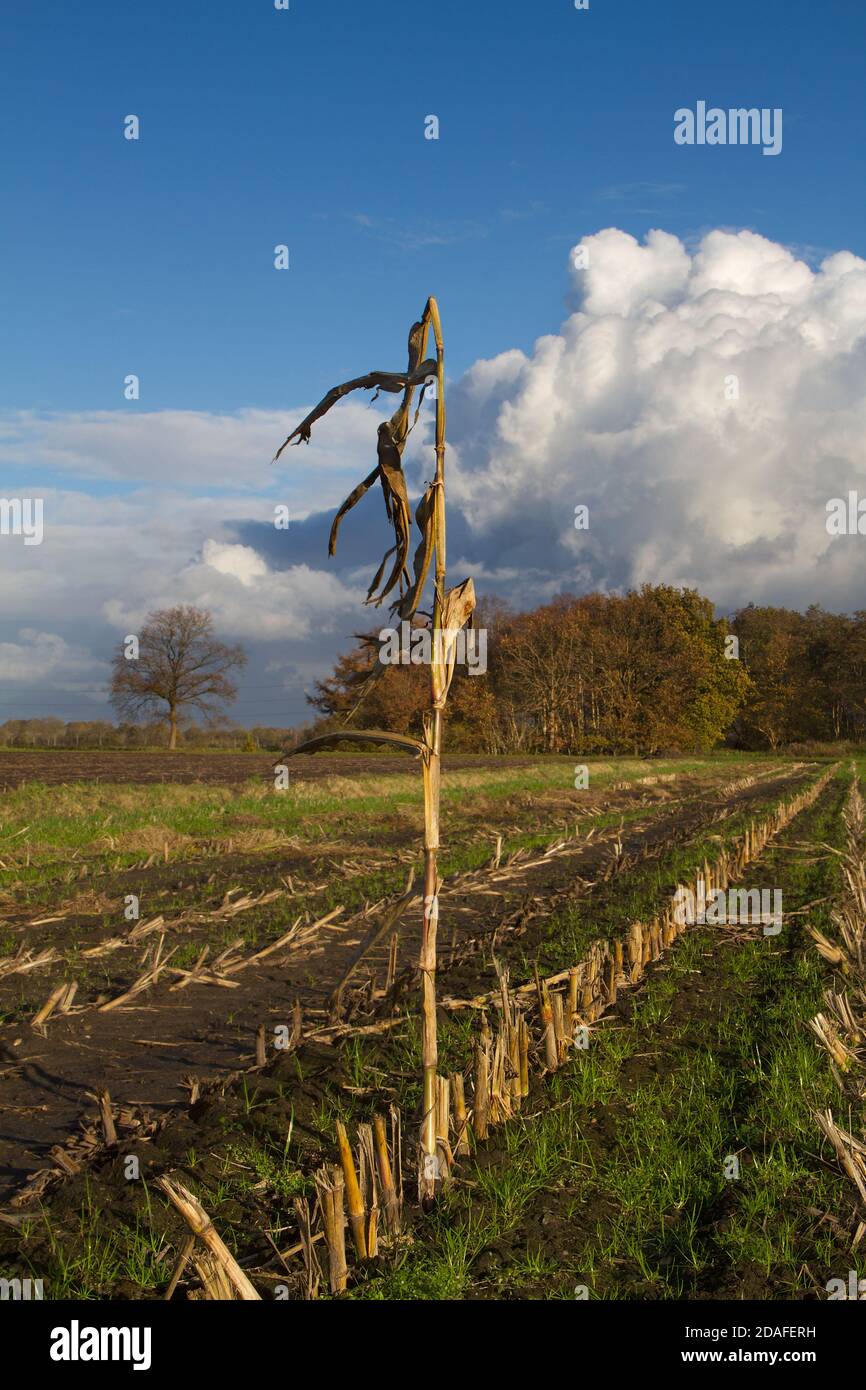 Bare Maize field in autumn after harvest: stubbles and a forgotten ...