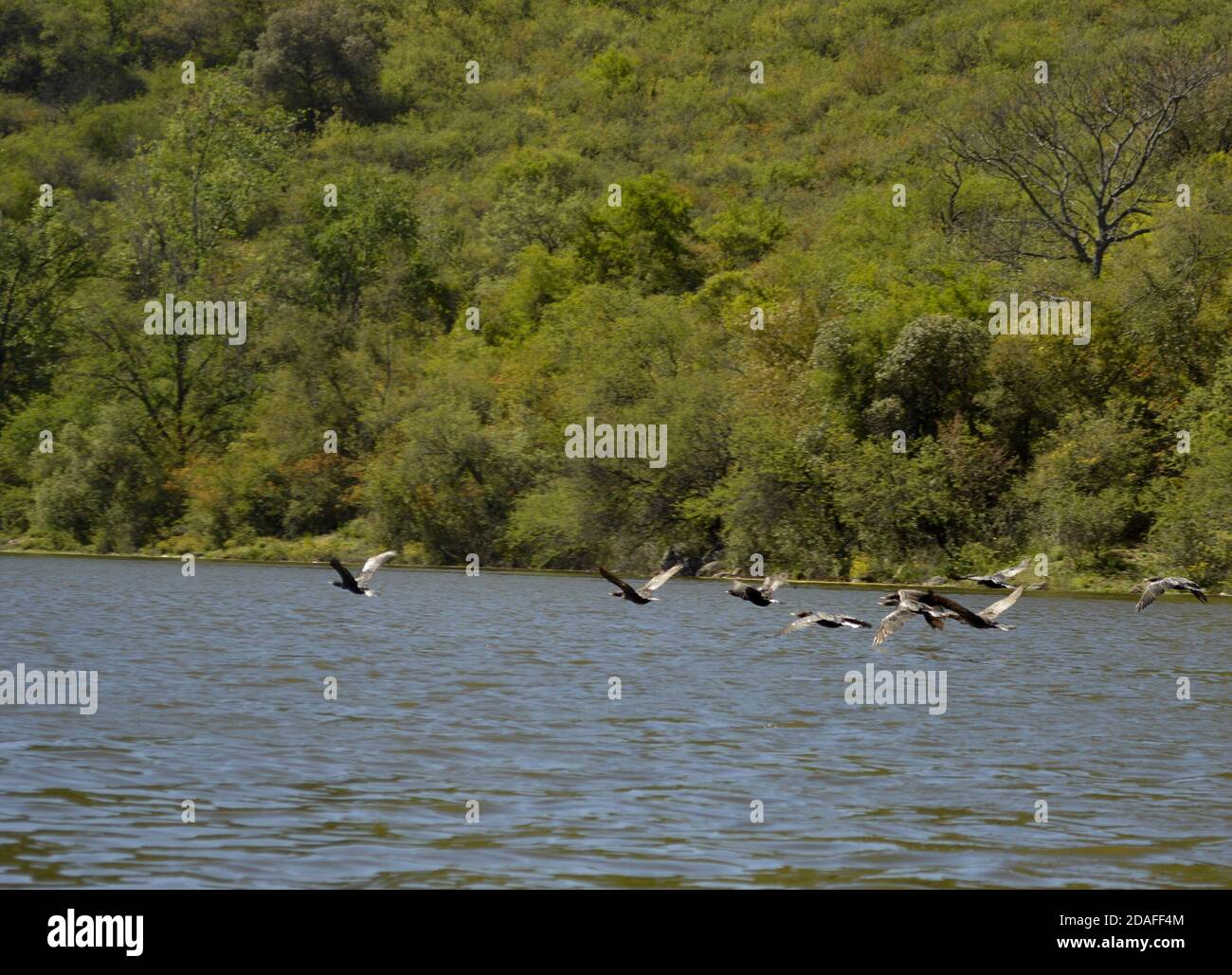 Birds over La Quebrada dam Stock Photo - Alamy