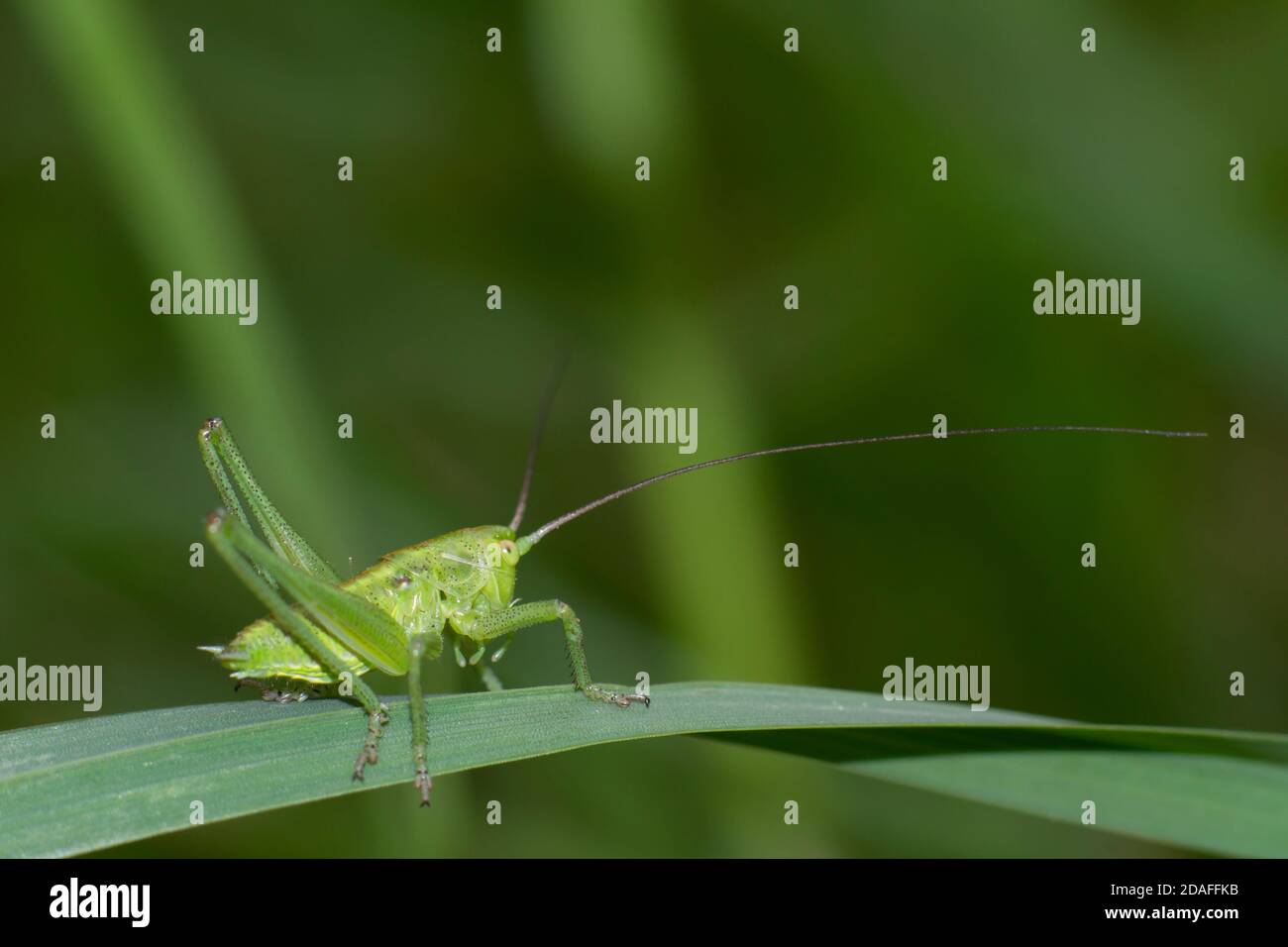 Climbing bugs hi-res stock photography and images - Alamy