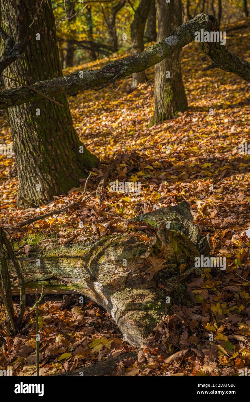 Autumn colors of the forest in the Little Carpathians. Hills above the ...